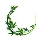 Cedar Greens Cannabis In Sequim, WA - Serving Port Angeles, WA